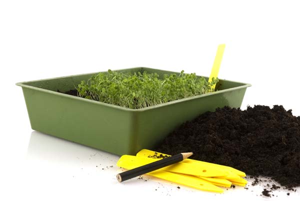 Starting Seeds Using the Wick Watering Method – Mother Earth News Staging